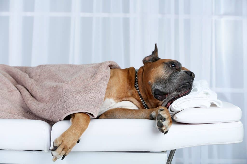 11 Wonderful Benefits of Animal Massage